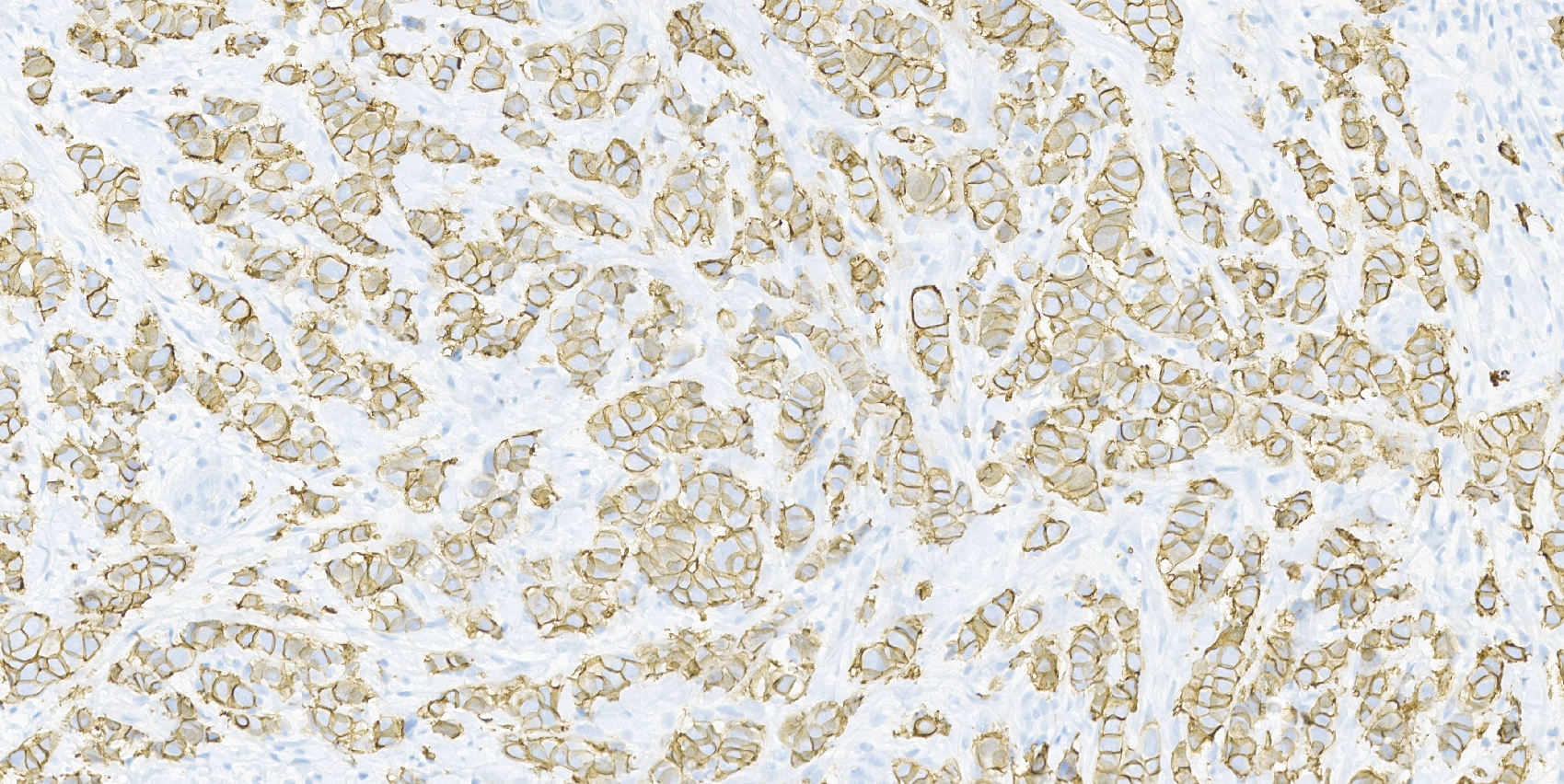 Les formations | ODPC ACP
